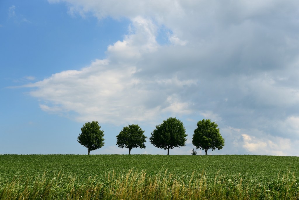 The Four Trees - Transform Your Mind Transform Your Life