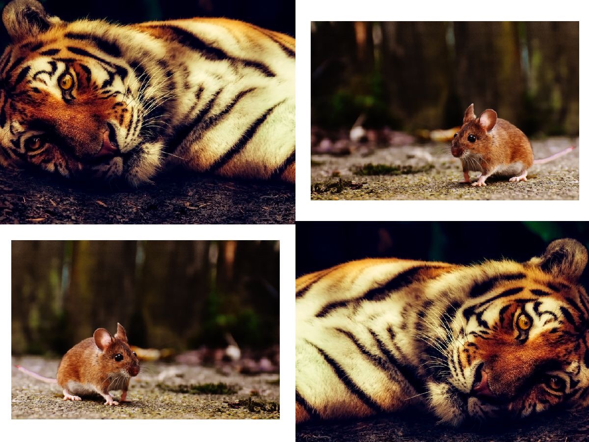 The Wise Mouse & Bouncy Tiger - Transform Your Thinking Transform Your Life