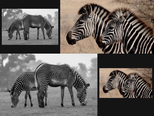 The Two Zebra - Transform Your Mind Transform Your Life